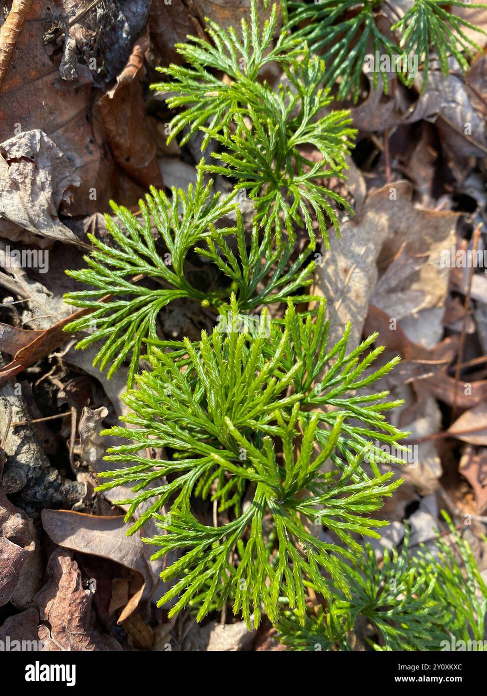 fan clubmoss (Diphasiastrum digitatum) Plantae Stock Photo - Alamy