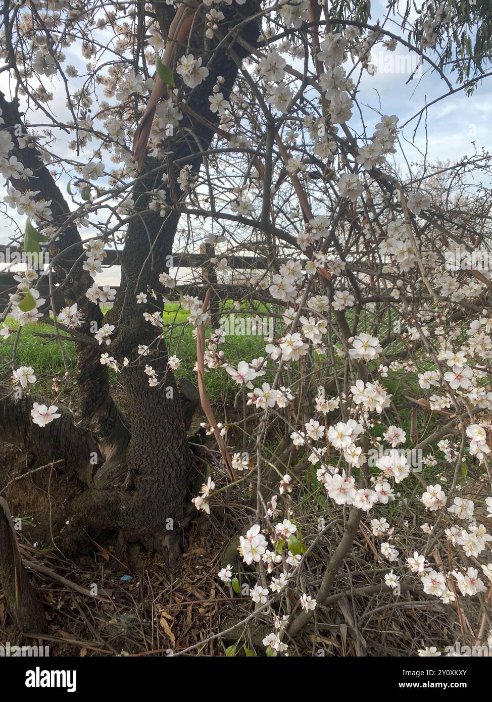 Almond (Prunus amygdalus) Plantae Stock Photo - Alamy