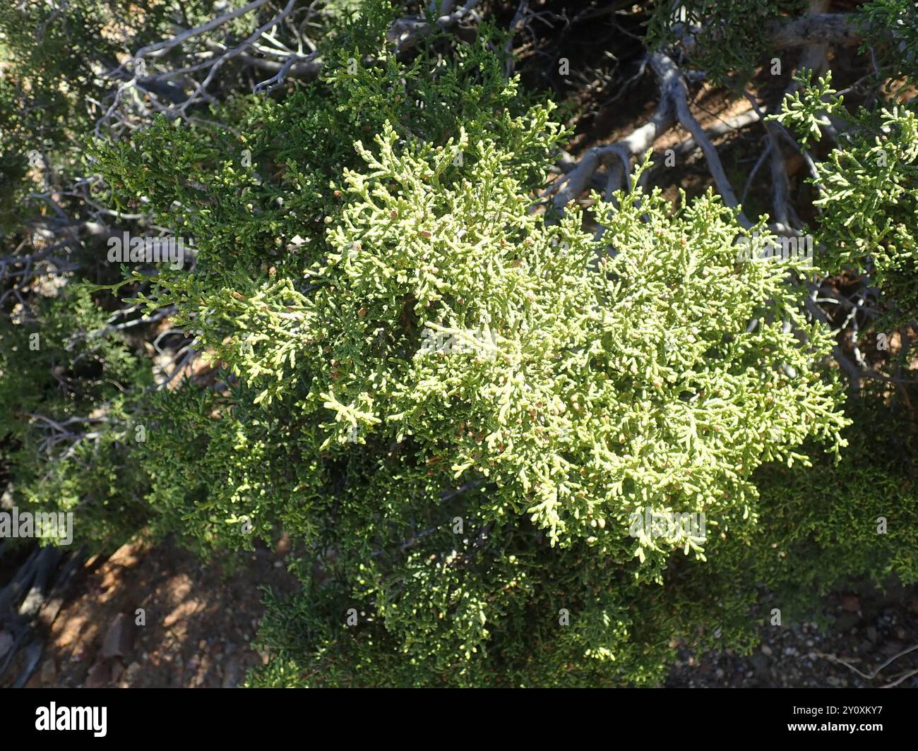 California juniper (Juniperus californica) Plantae Stock Photo - Alamy