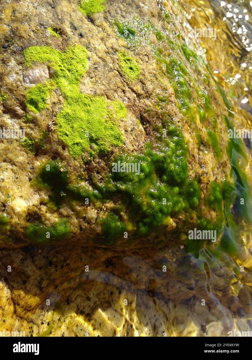 green algae (Chlorophyta) Plantae Stock Photo - Alamy