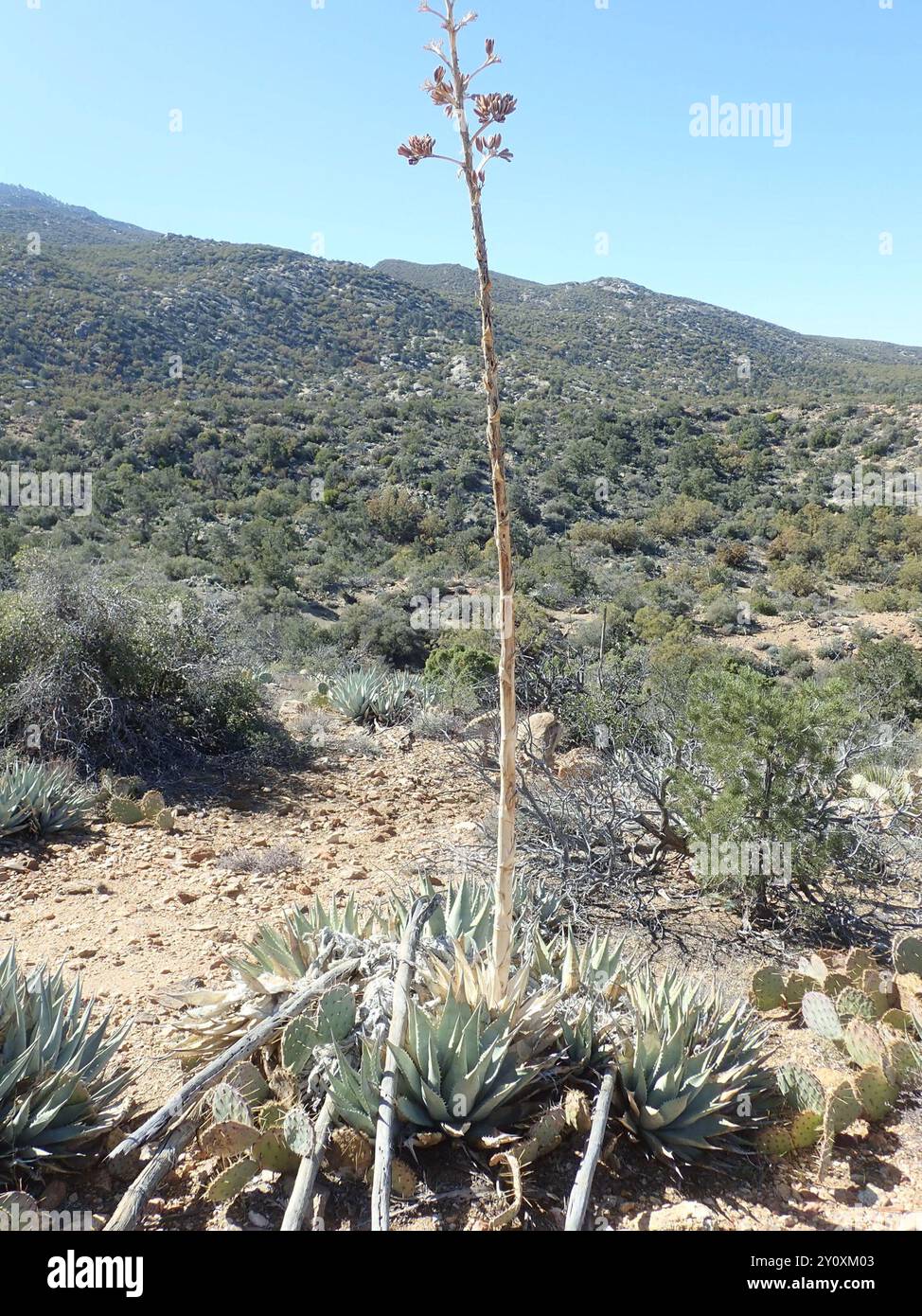 desert agave (Agave deserti) Plantae Stock Photo - Alamy