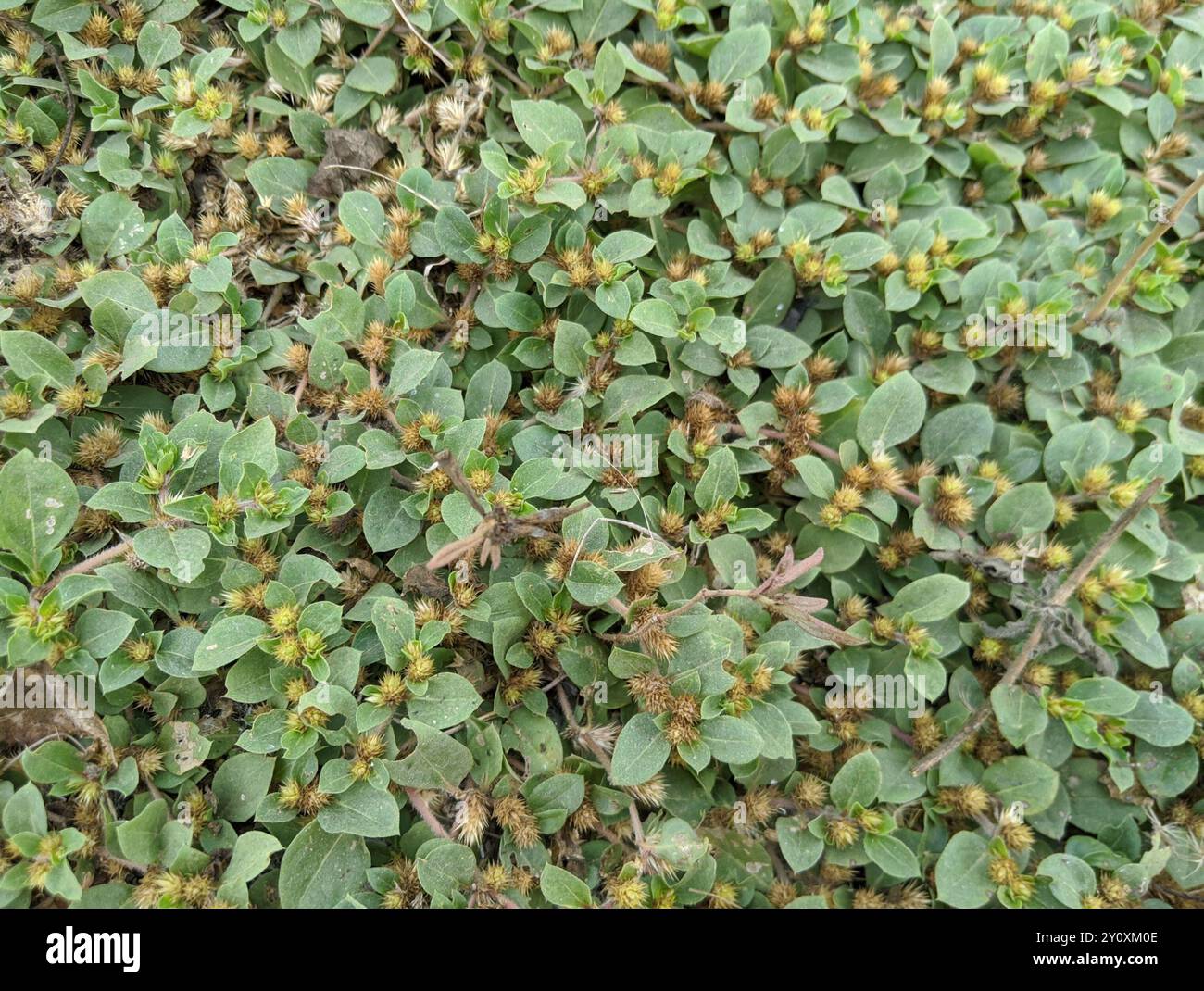 creeping chaffweed (Alternanthera pungens) Plantae Stock Photo - Alamy