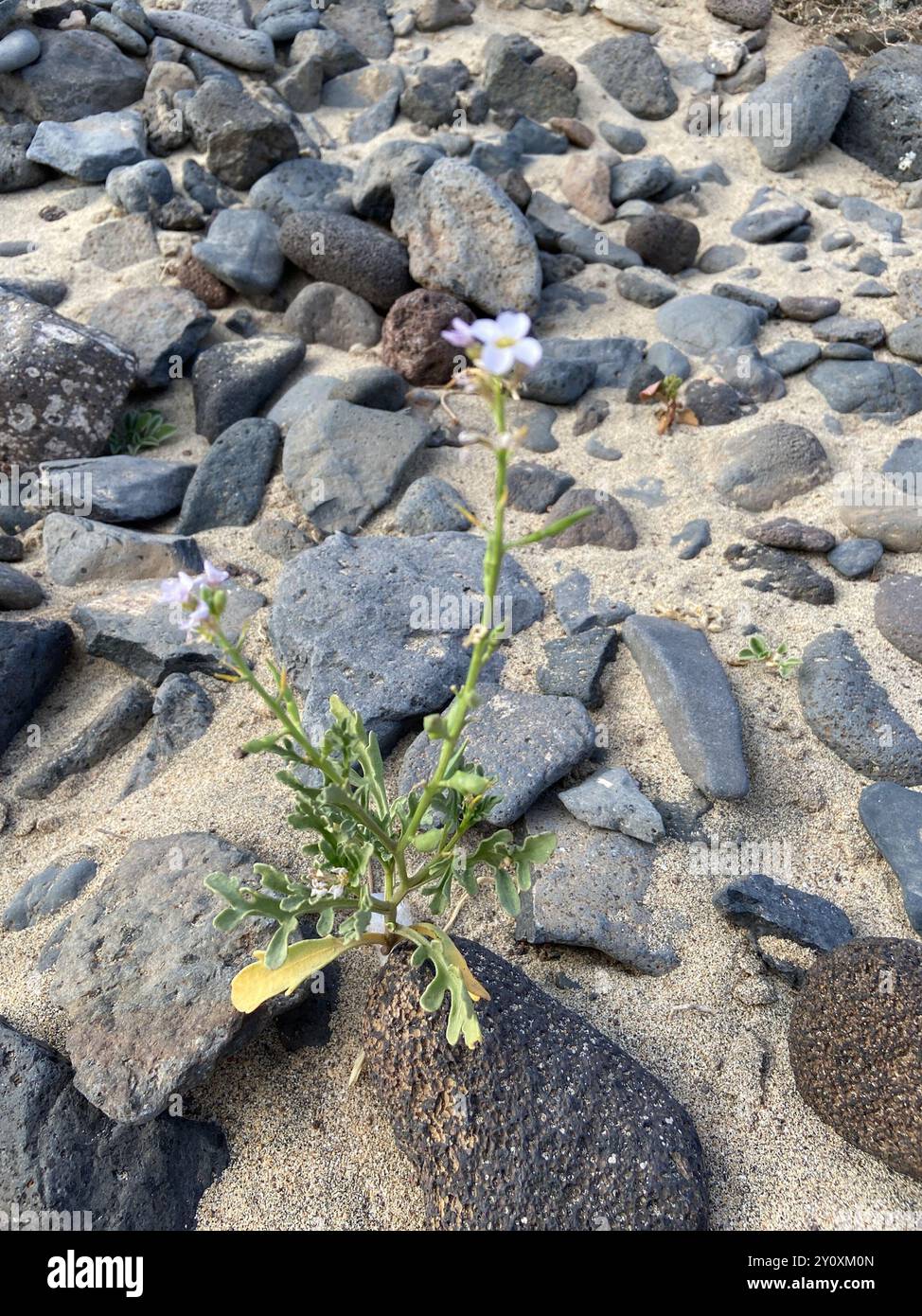 European Searocket (Cakile maritima) Plantae Stock Photo - Alamy