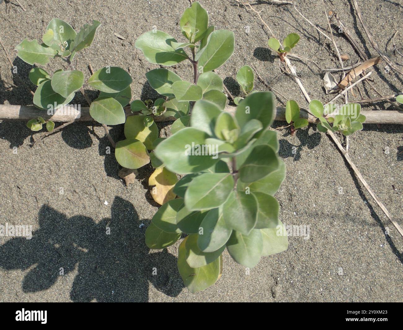 Beach Vitex (Vitex rotundifolia) Plantae Stock Photo - Alamy