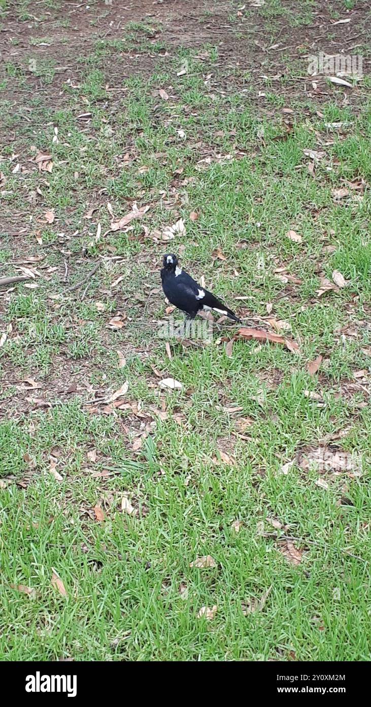 Australian Magpie (Gymnorhina tibicen) Aves Stock Photo - Alamy