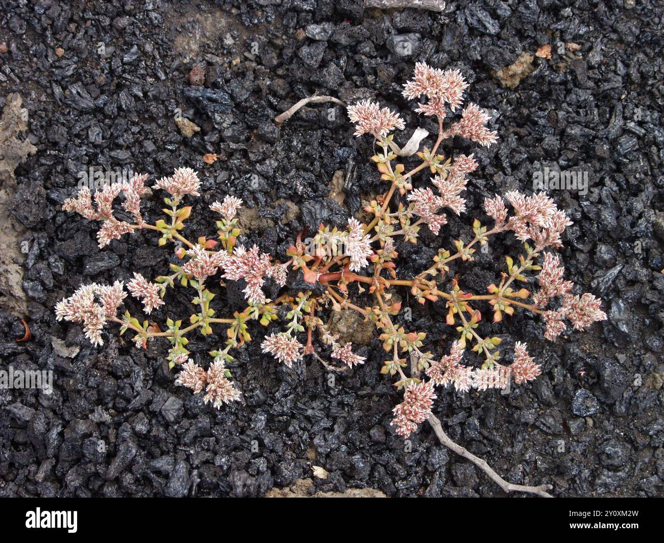 Polycarpaea divaricata hi-res stock photography and images - Alamy