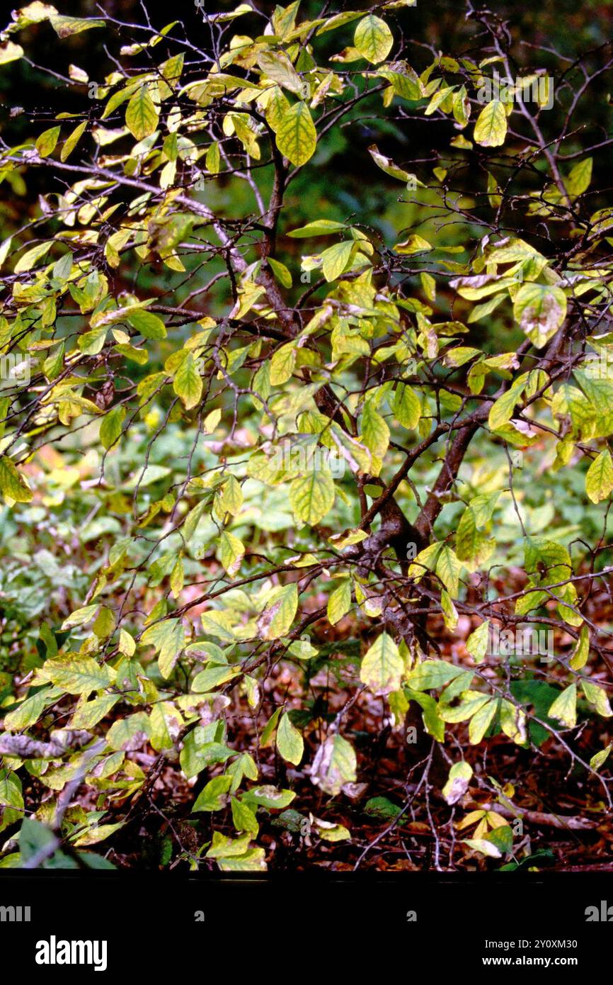 eastern leatherwood (Dirca palustris) Plantae Stock Photo - Alamy