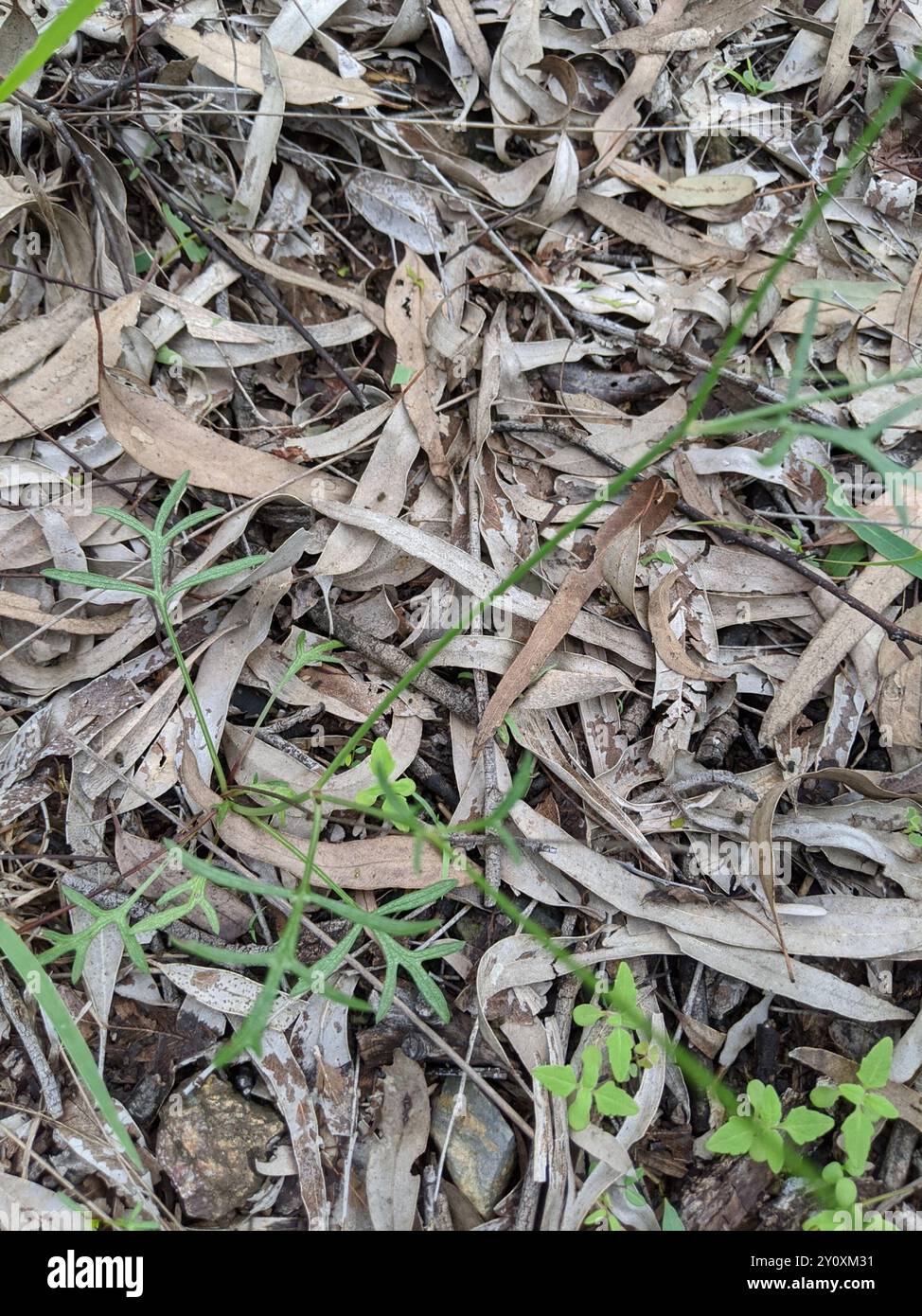 native cobbler's pegs (Glossocardia bidens) Plantae Stock Photo - Alamy