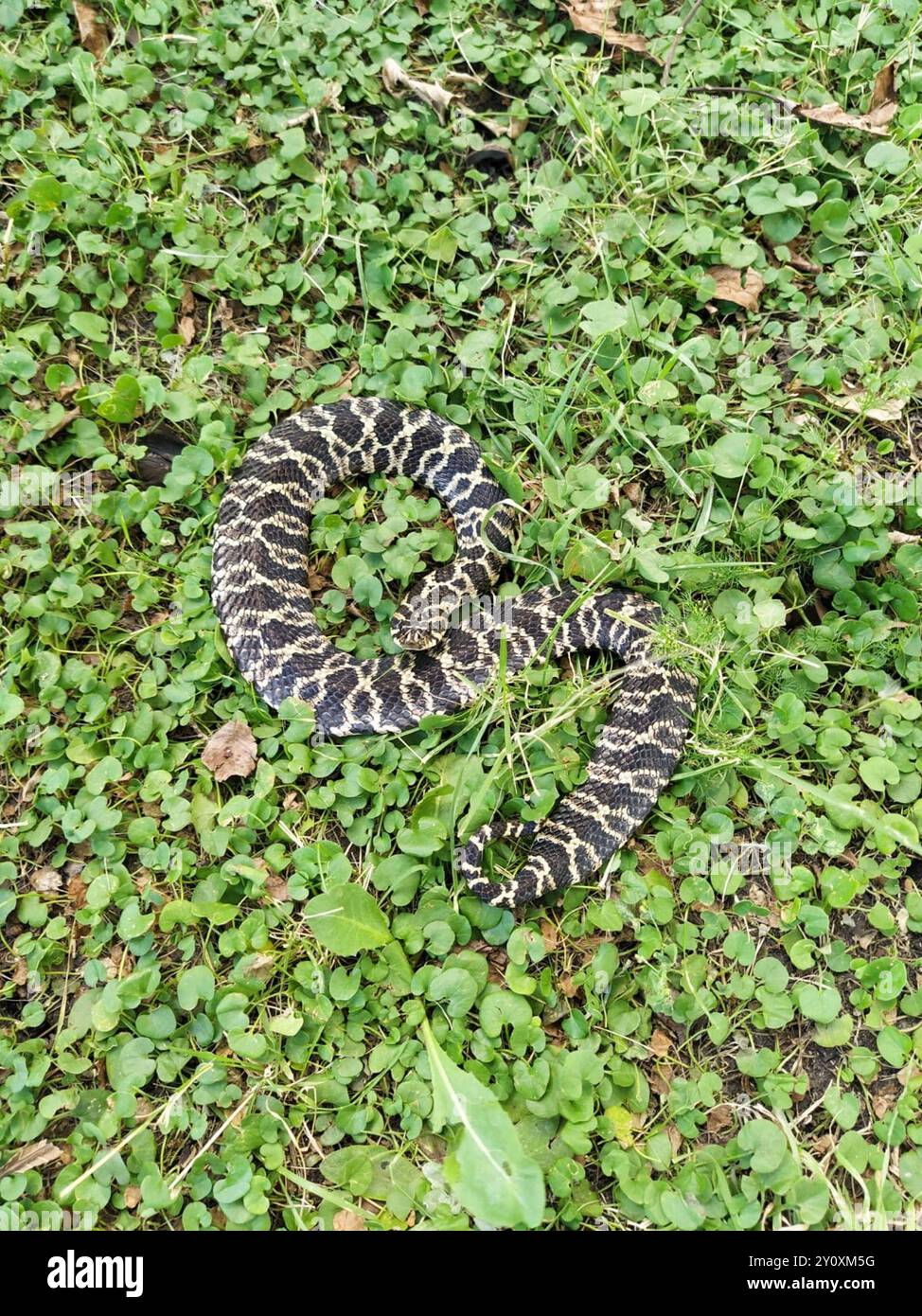 South American Hognose Snake (Xenodon dorbignyi) Reptilia Stock Photo ...