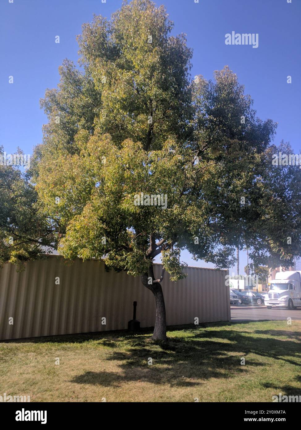 Camphor Tree (Cinnamomum camphora) Plantae Stock Photo - Alamy