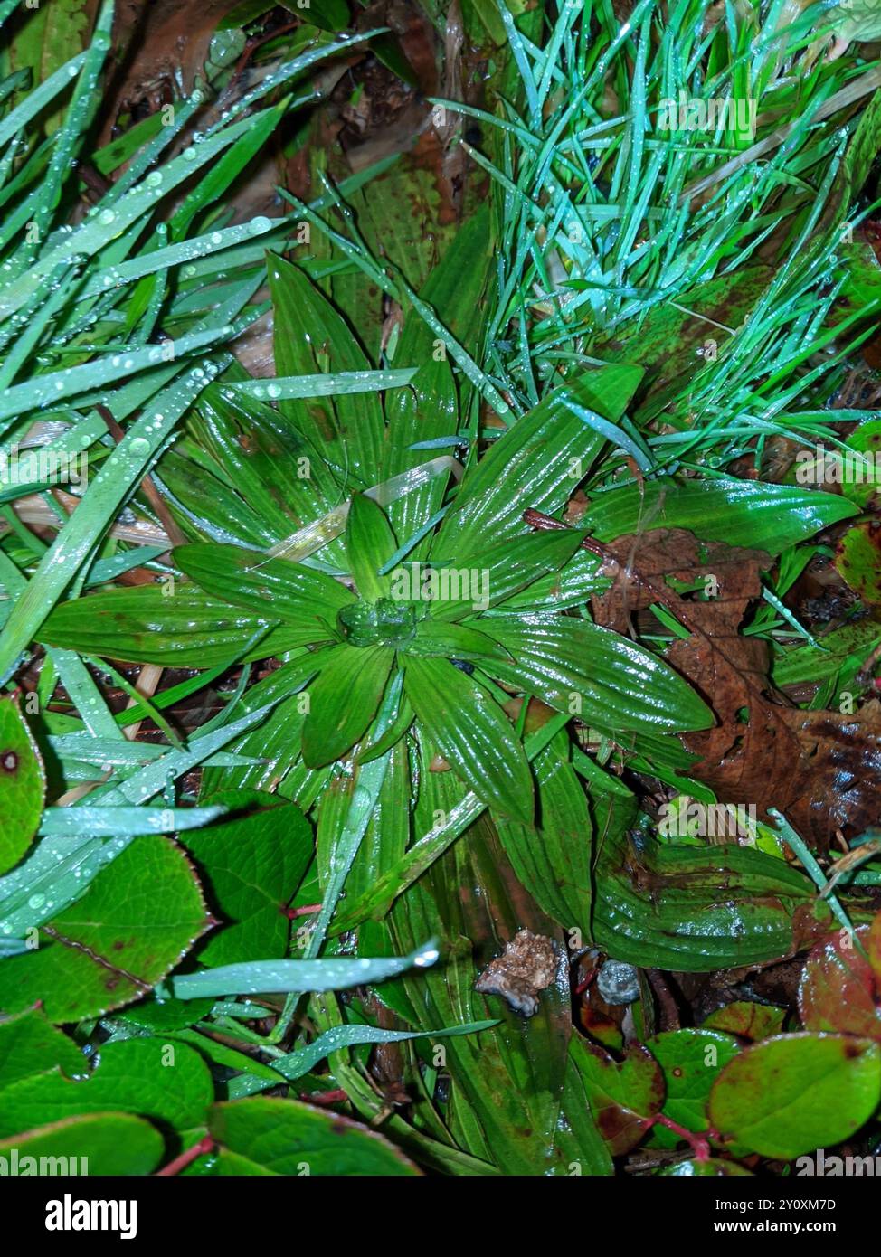 ribwort plantain (Plantago lanceolata) Plantae Stock Photo - Alamy