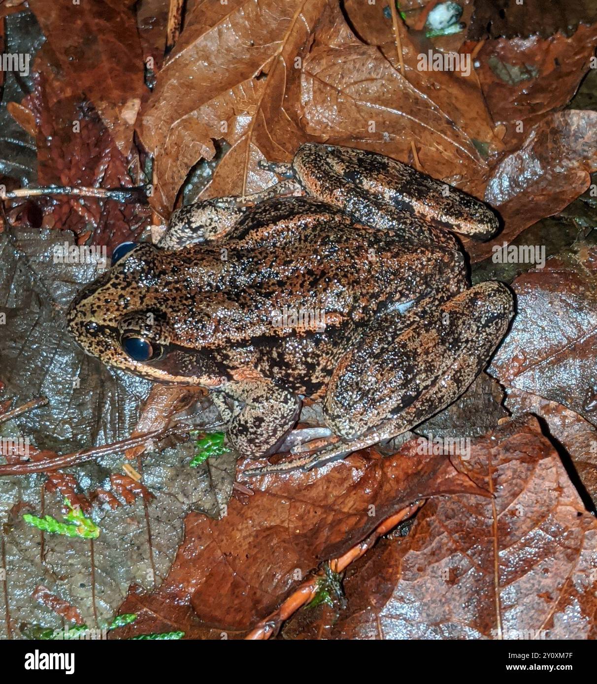 Northern Red-legged Frog (Rana aurora) Amphibia Stock Photo - Alamy