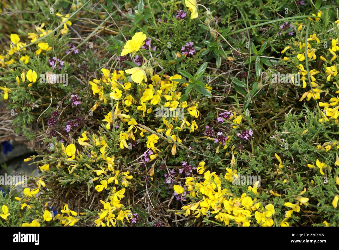 (Genista legionensis) Plantae Stock Photo - Alamy
