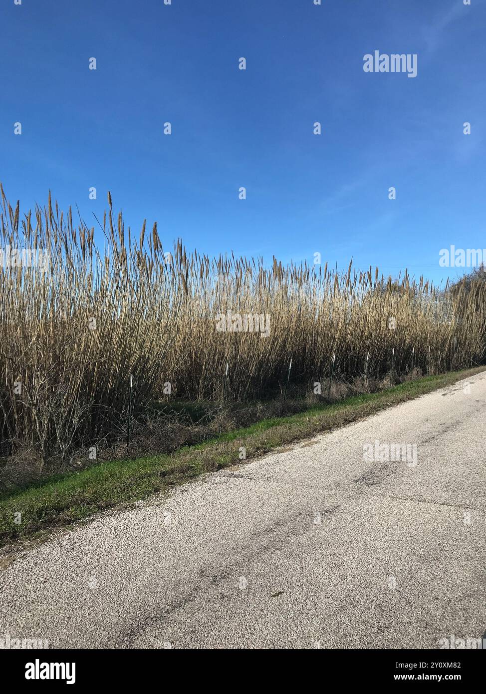 giant reed (Arundo donax) Plantae Stock Photo - Alamy