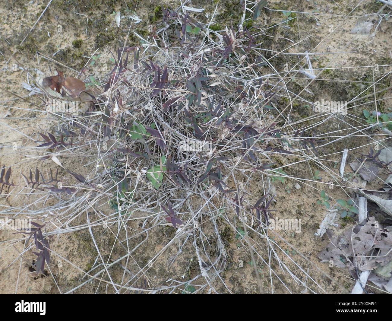 Comet Grass (Perotis rara) Plantae Stock Photo - Alamy