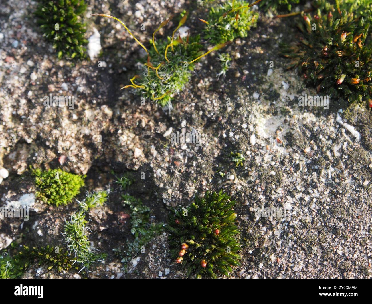 Wall Screw-moss (Tortula muralis) Plantae Stock Photo - Alamy