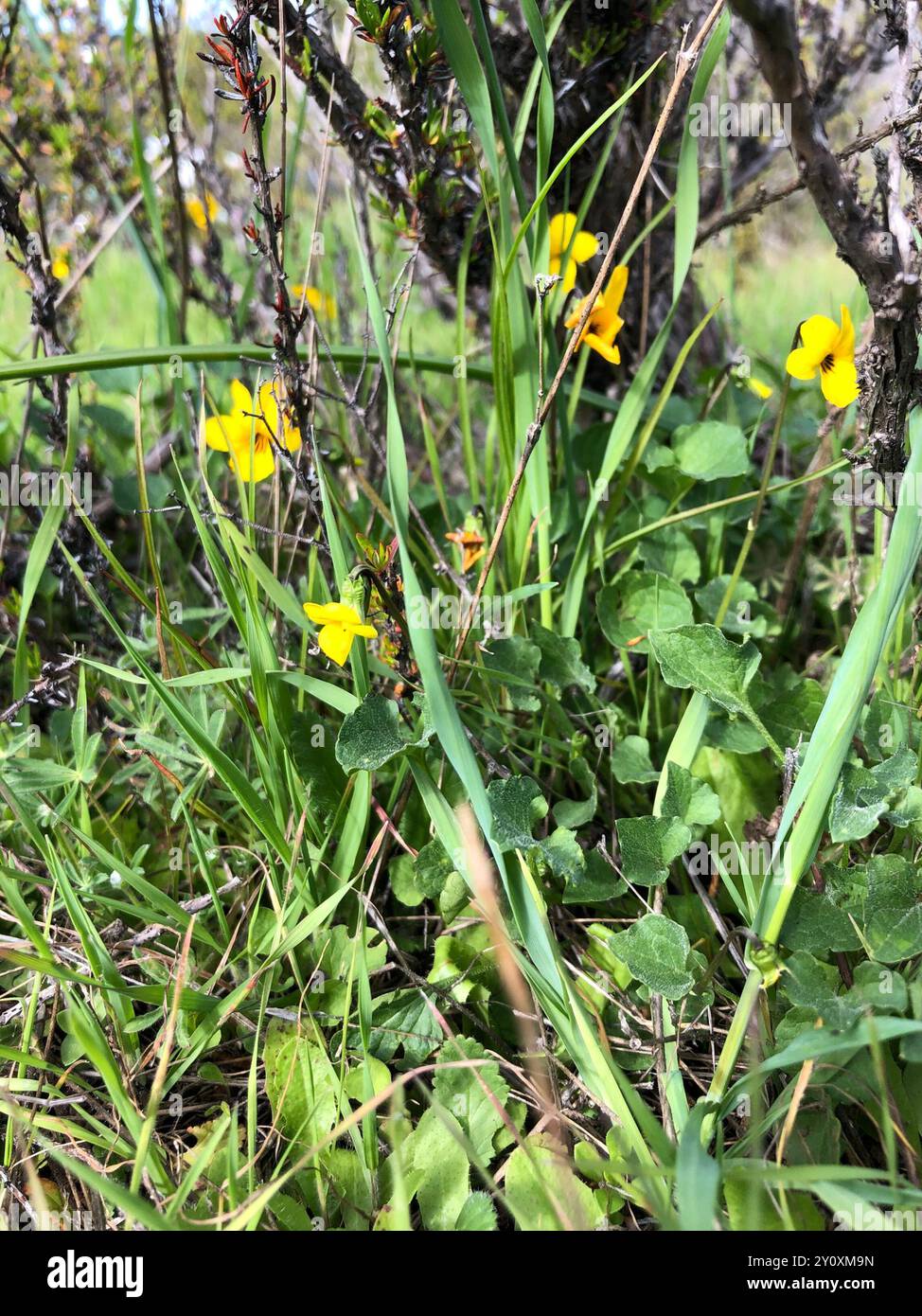 California Golden Violet (Viola pedunculata) Plantae Stock Photo - Alamy