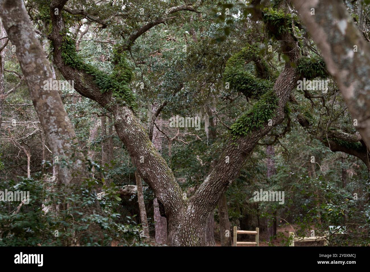 resurrection fern (Pleopeltis michauxiana) Plantae Stock Photo - Alamy