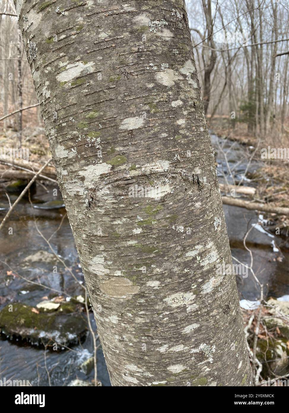 sweet birch (Betula lenta) Plantae Stock Photo - Alamy