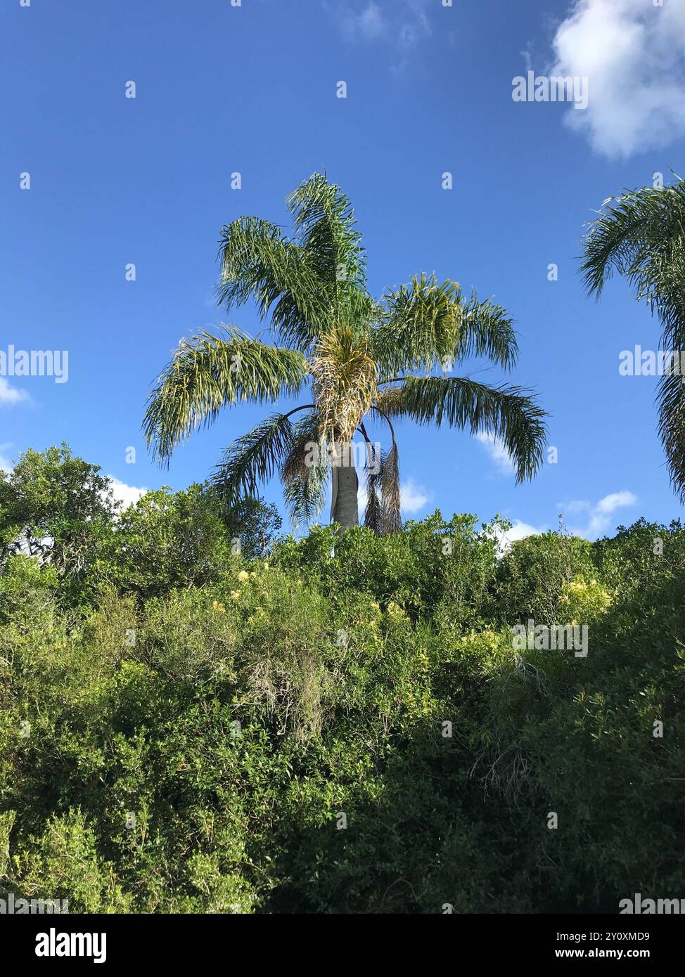 Queen palm (Syagrus romanzoffiana) Plantae Stock Photo - Alamy