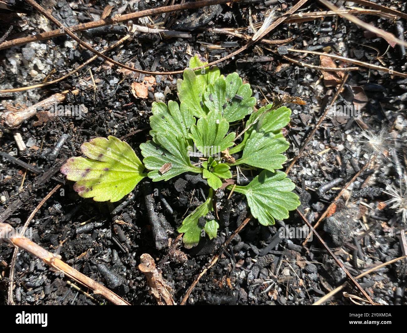 bird's foot violet (Viola pedata) Plantae Stock Photo - Alamy
