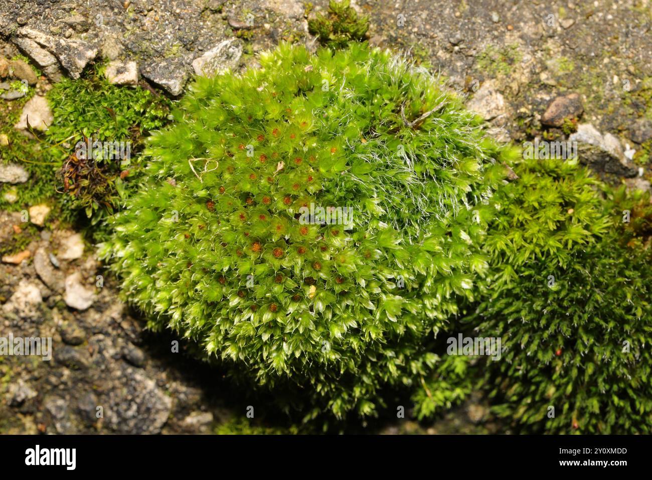 Wall Screw-moss (Tortula muralis) Plantae Stock Photo - Alamy