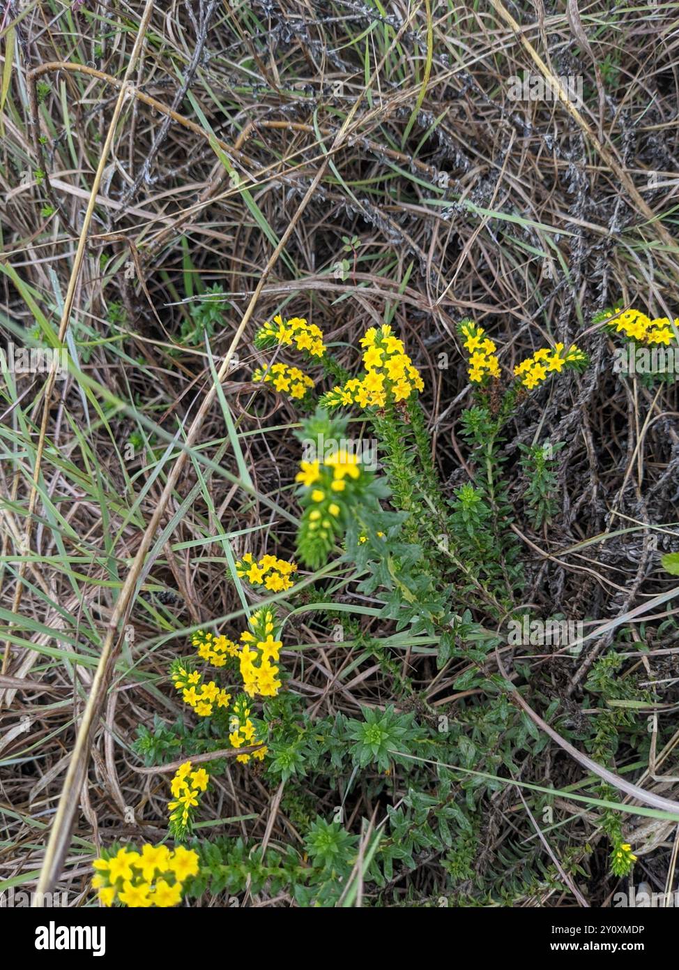 pineland heliotrope (Euploca polyphylla) Plantae Stock Photo - Alamy