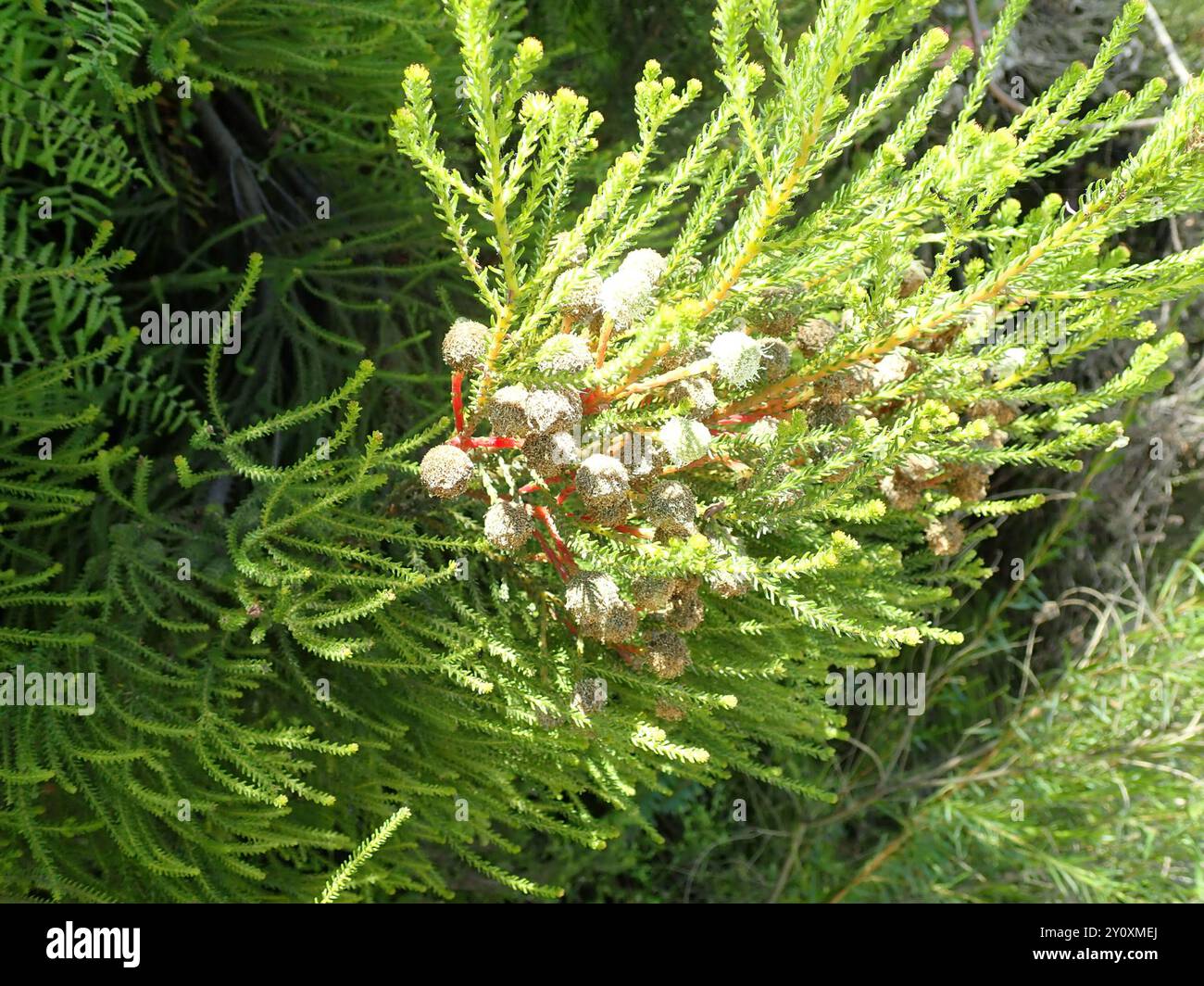 Cone Stompie (Brunia noduliflora) Plantae Stock Photo - Alamy