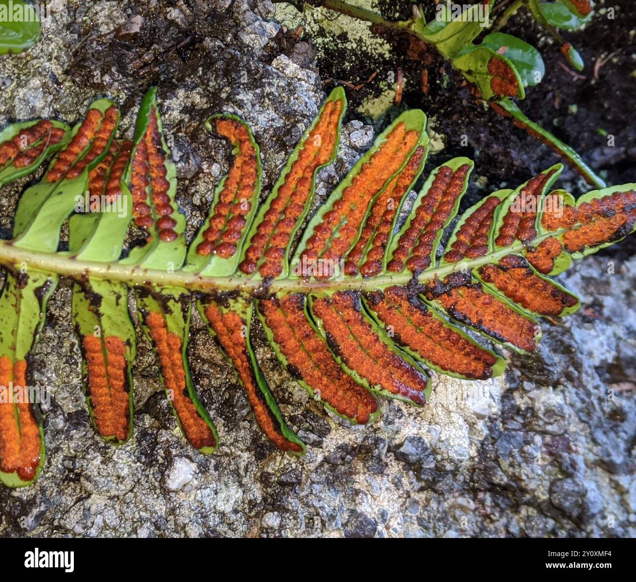 leathery polypody (Polypodium scouleri) Plantae Stock Photo - Alamy