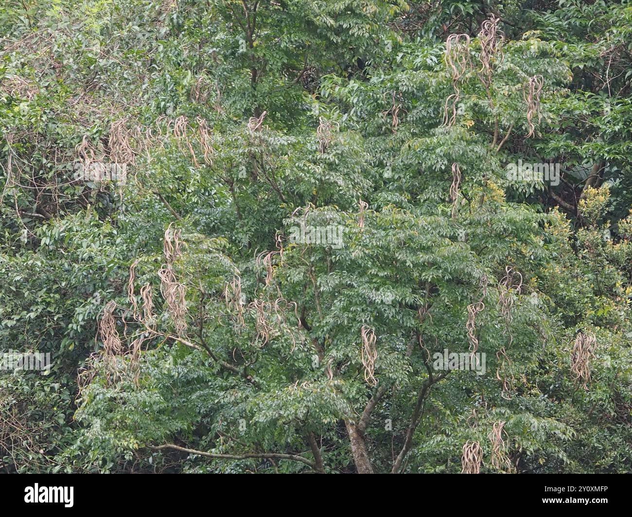 Emerald Tree (Radermachera sinica) Plantae Stock Photo - Alamy