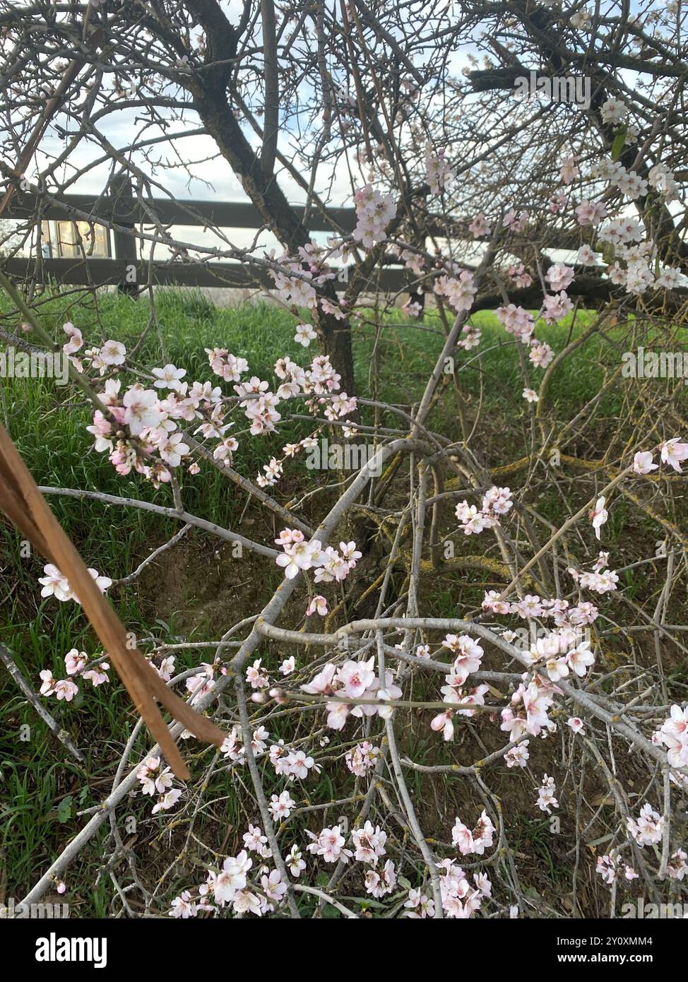 Almond (Prunus amygdalus) Plantae Stock Photo - Alamy
