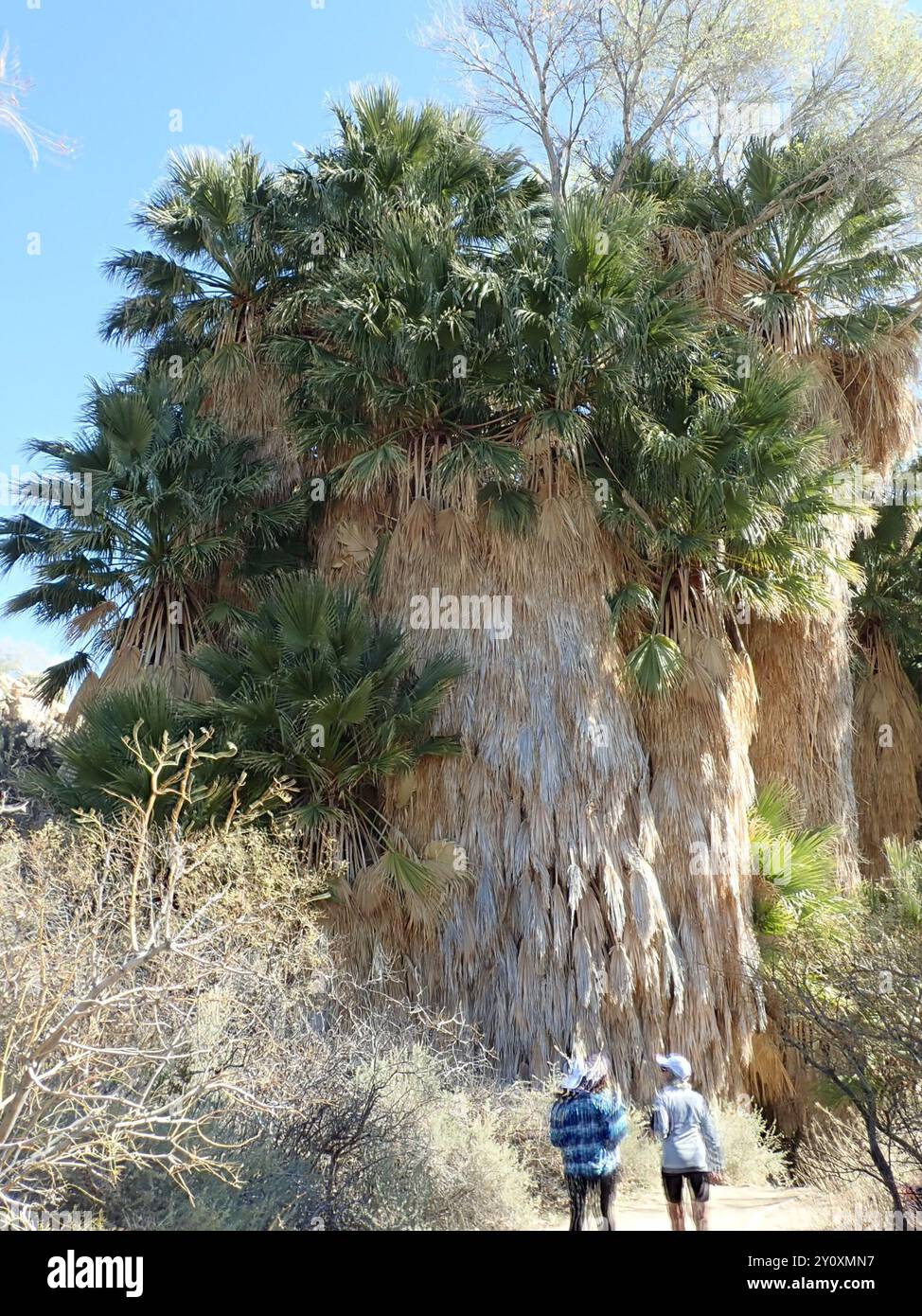 California fan palm (Washingtonia filifera) Plantae Stock Photo - Alamy