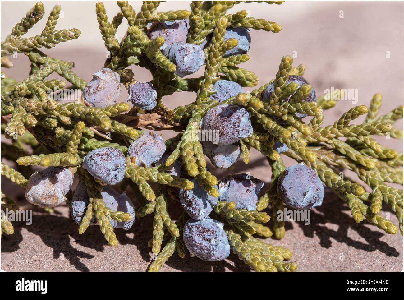One-seed Juniper (Juniperus monosperma) Plantae Stock Photo - Alamy