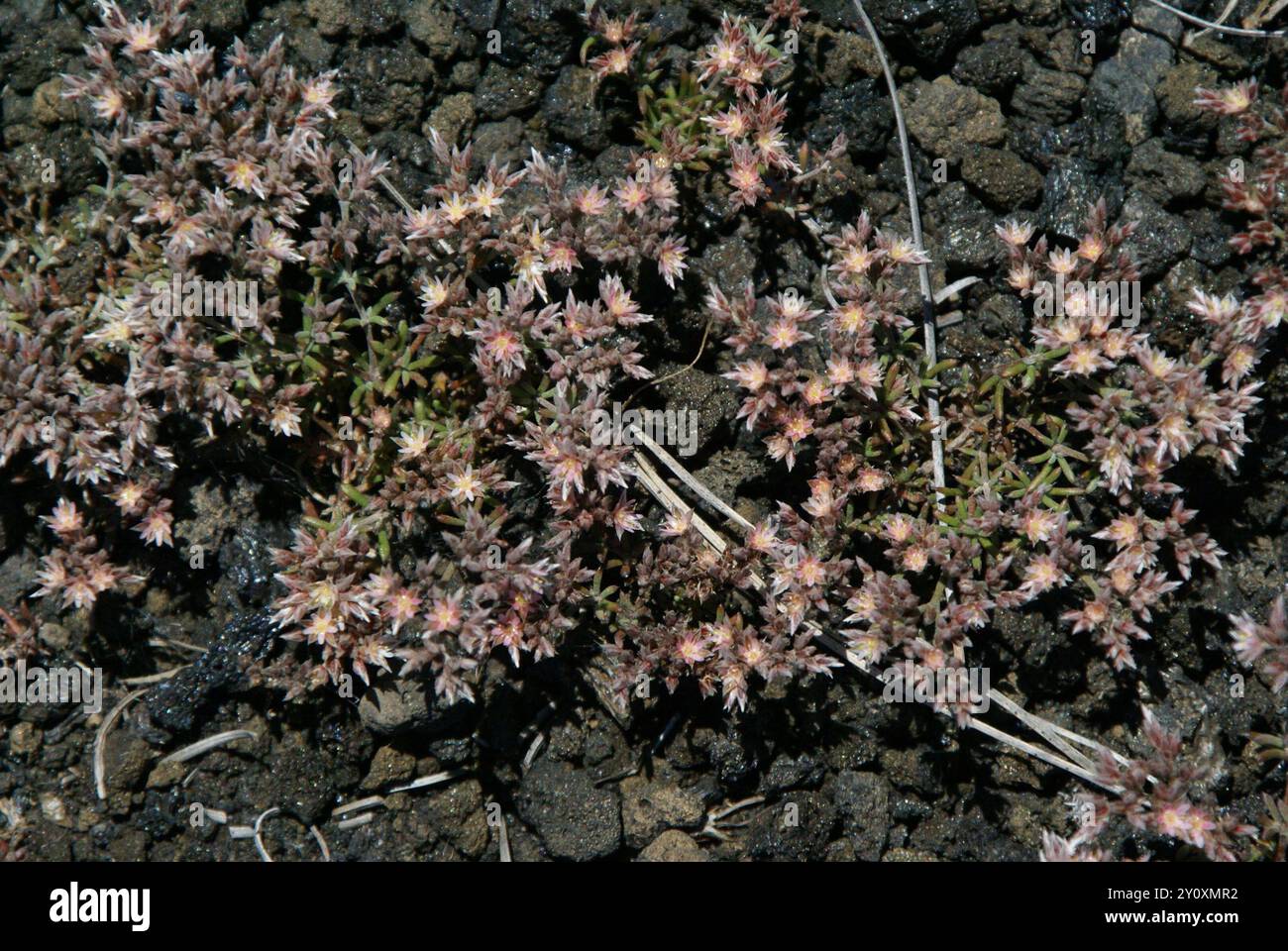 (Polycarpaea aristata) Plantae Stock Photo - Alamy