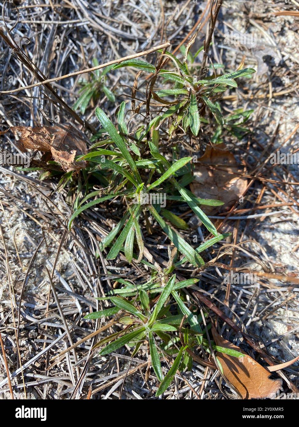 sandhill golden aster (Pityopsis pinifolia) Plantae Stock Photo - Alamy
