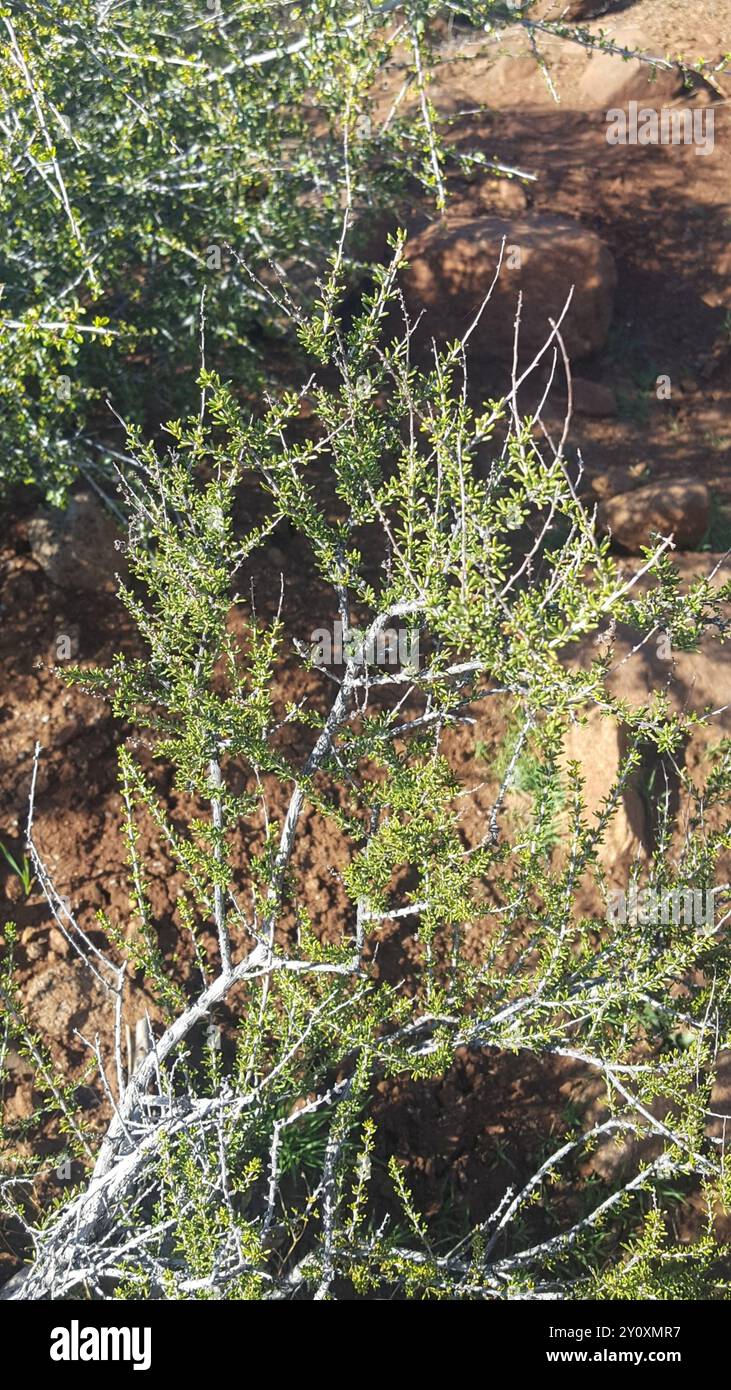 chamise (Adenostoma fasciculatum) Plantae Stock Photo - Alamy