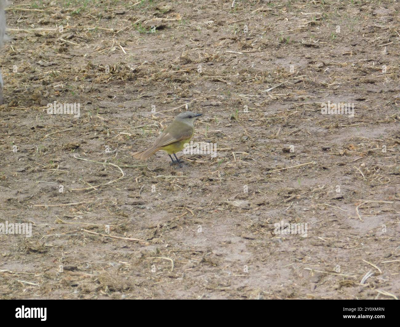 Cattle Tyrant (Machetornis rixosa) Aves Stock Photo - Alamy