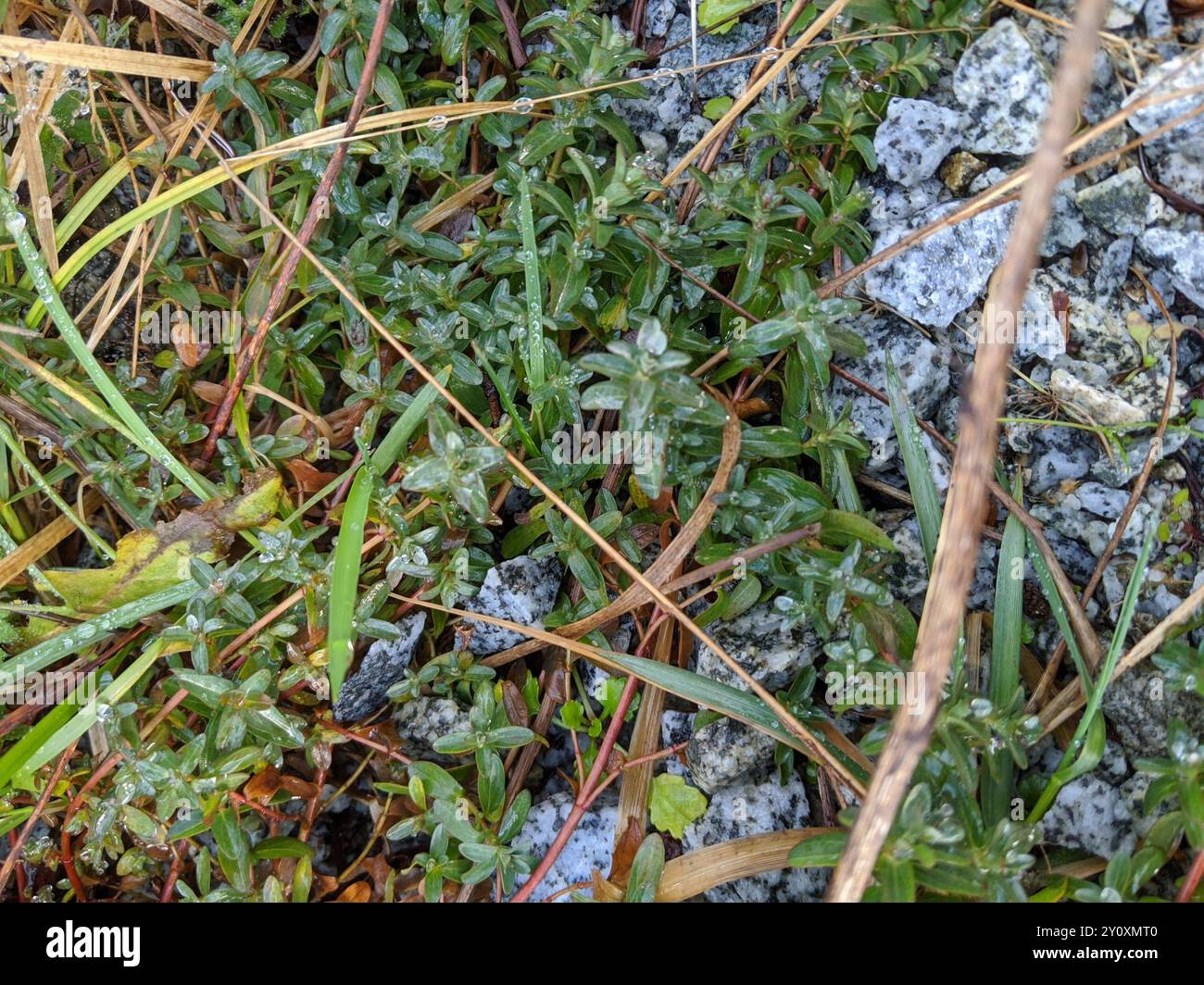 vascular plants (Tracheophyta) Plantae Stock Photo - Alamy