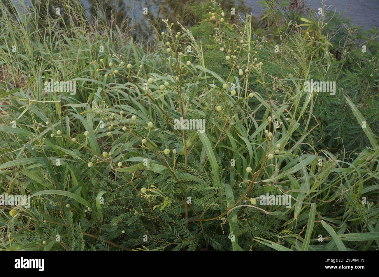 White leadtree (Leucaena leucocephala) Plantae Stock Photo - Alamy
