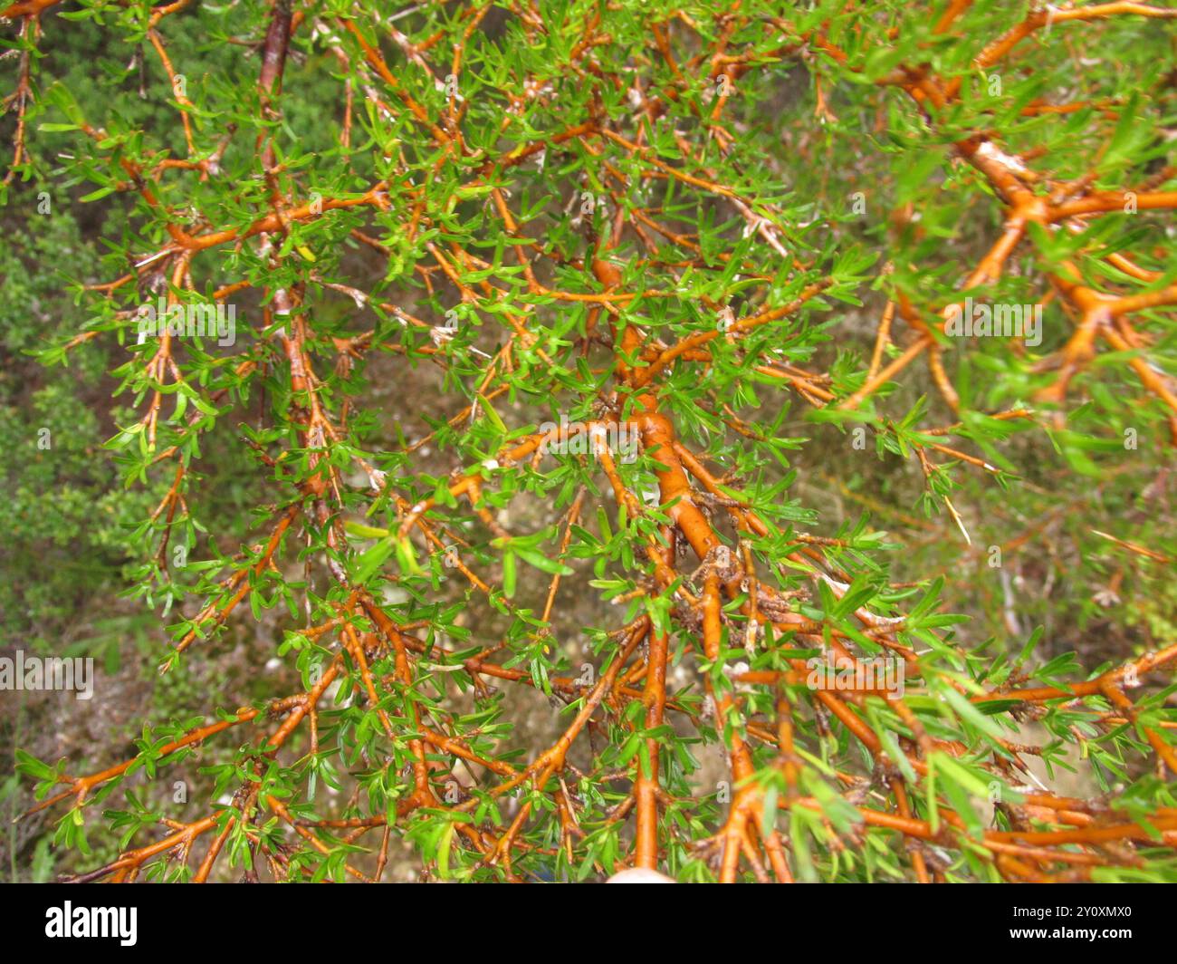 needle-leaved mountain coprosma (Coprosma rugosa) Plantae Stock Photo ...