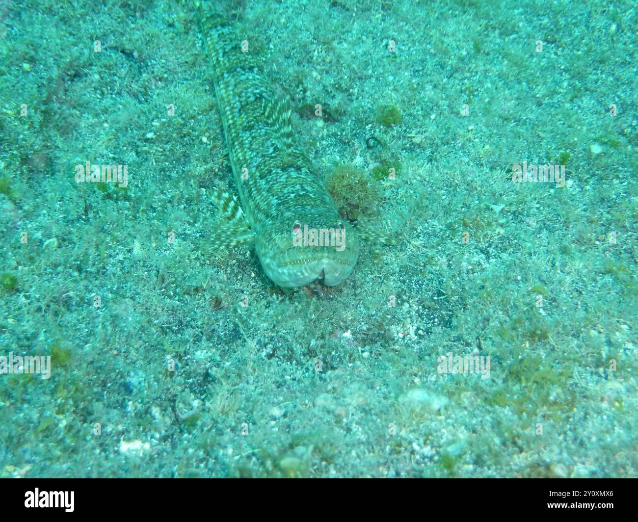 Red Lizardfish (Synodus synodus) Actinopterygii Stock Photo - Alamy
