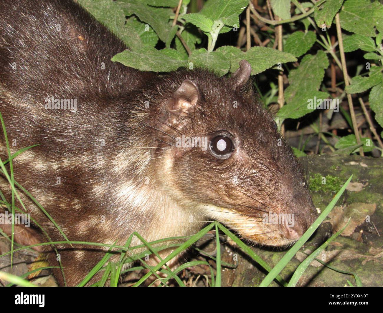Spotted Paca (Cuniculus paca) Mammalia Stock Photo - Alamy