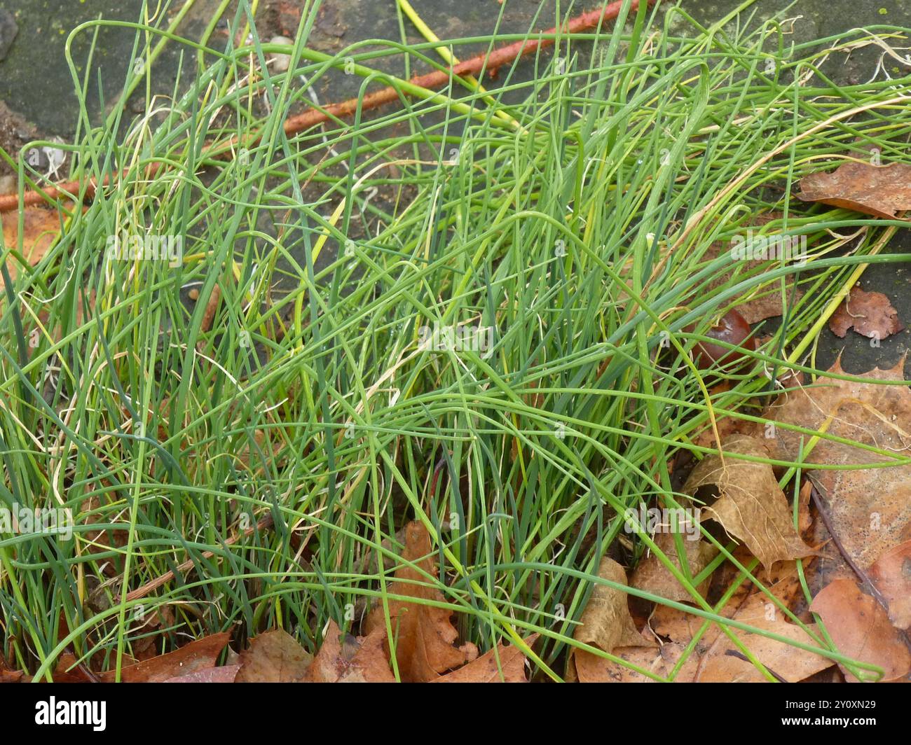 wild garlic (Allium vineale) Plantae Stock Photo - Alamy