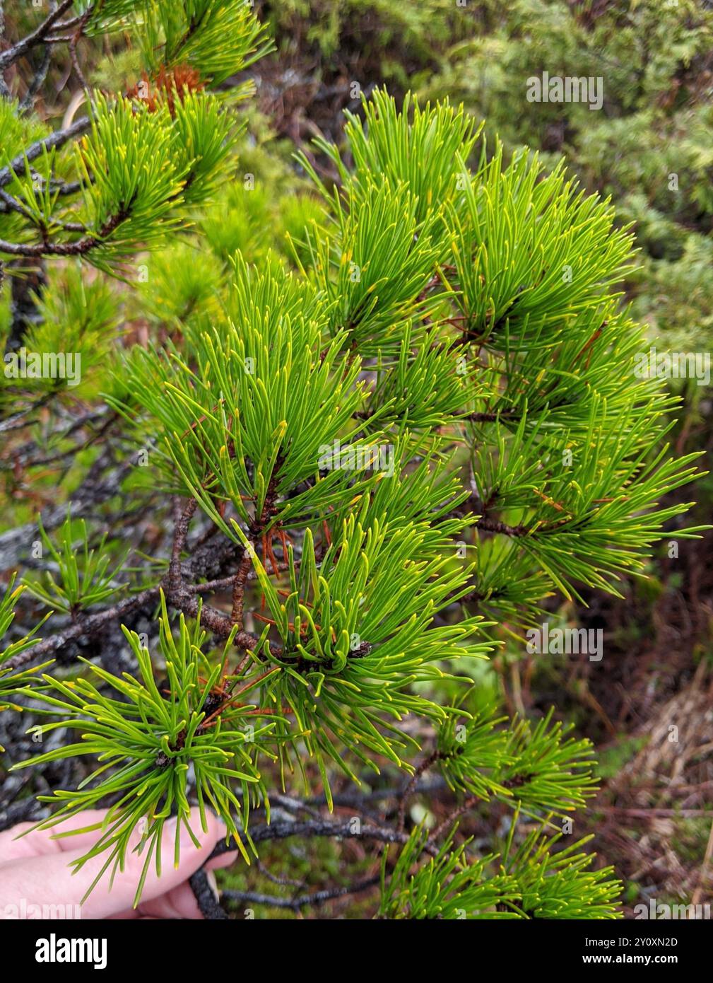 Shore Pine (Pinus contorta contorta) Plantae Stock Photo - Alamy