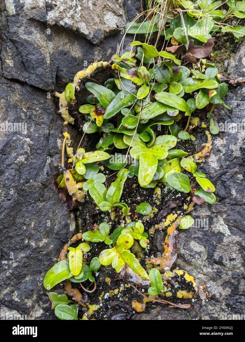 leathery polypody (Polypodium scouleri) Plantae Stock Photo - Alamy