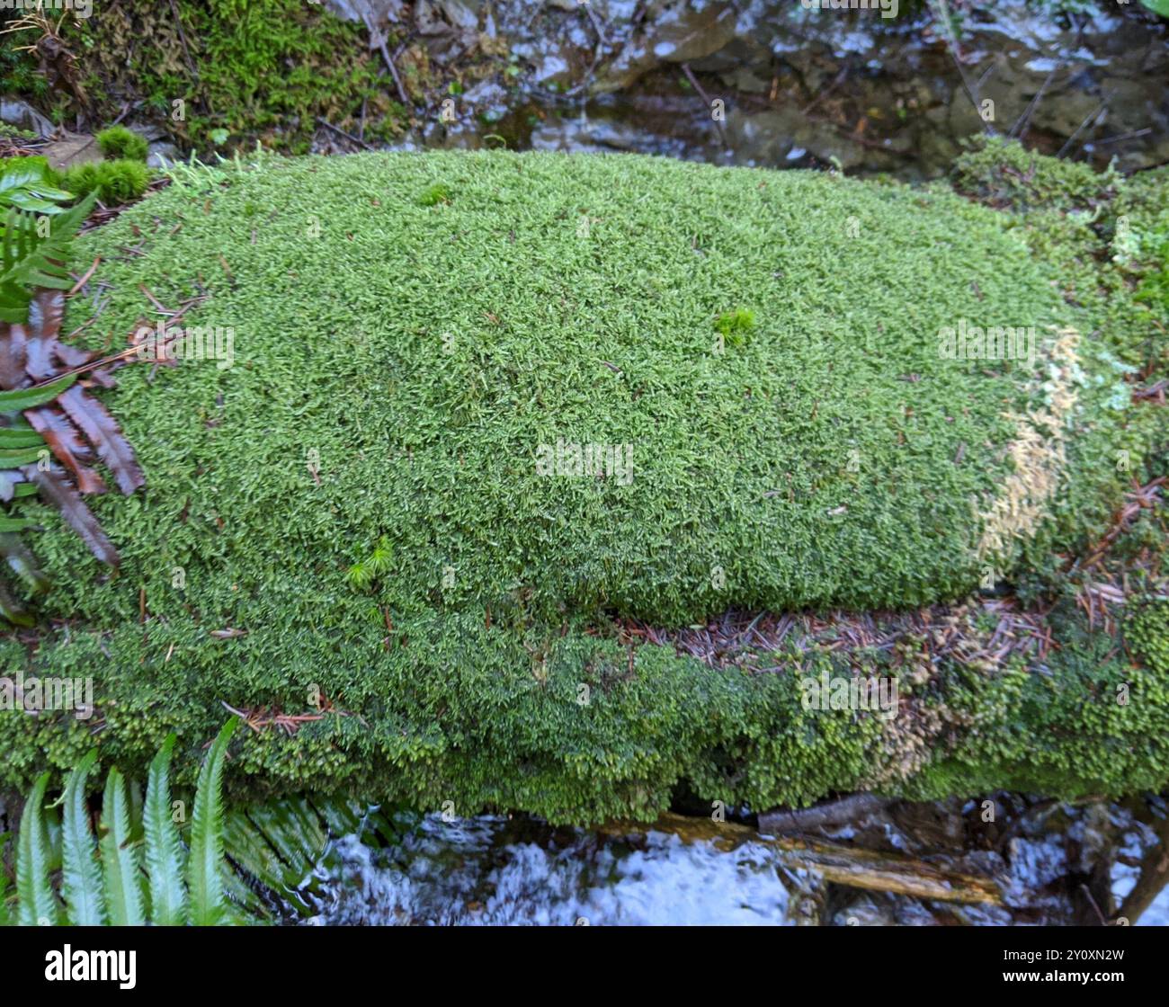 Hygrohypnum Moss (Hygrohypnella ochracea) Plantae Stock Photo - Alamy