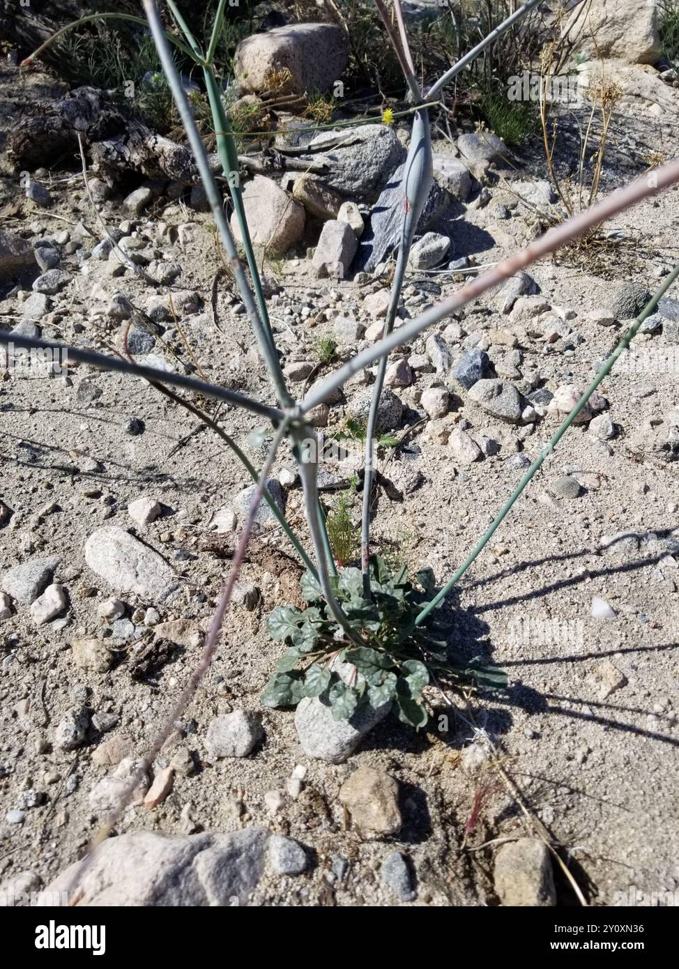 Desert Trumpet (Eriogonum inflatum) Plantae Stock Photo - Alamy