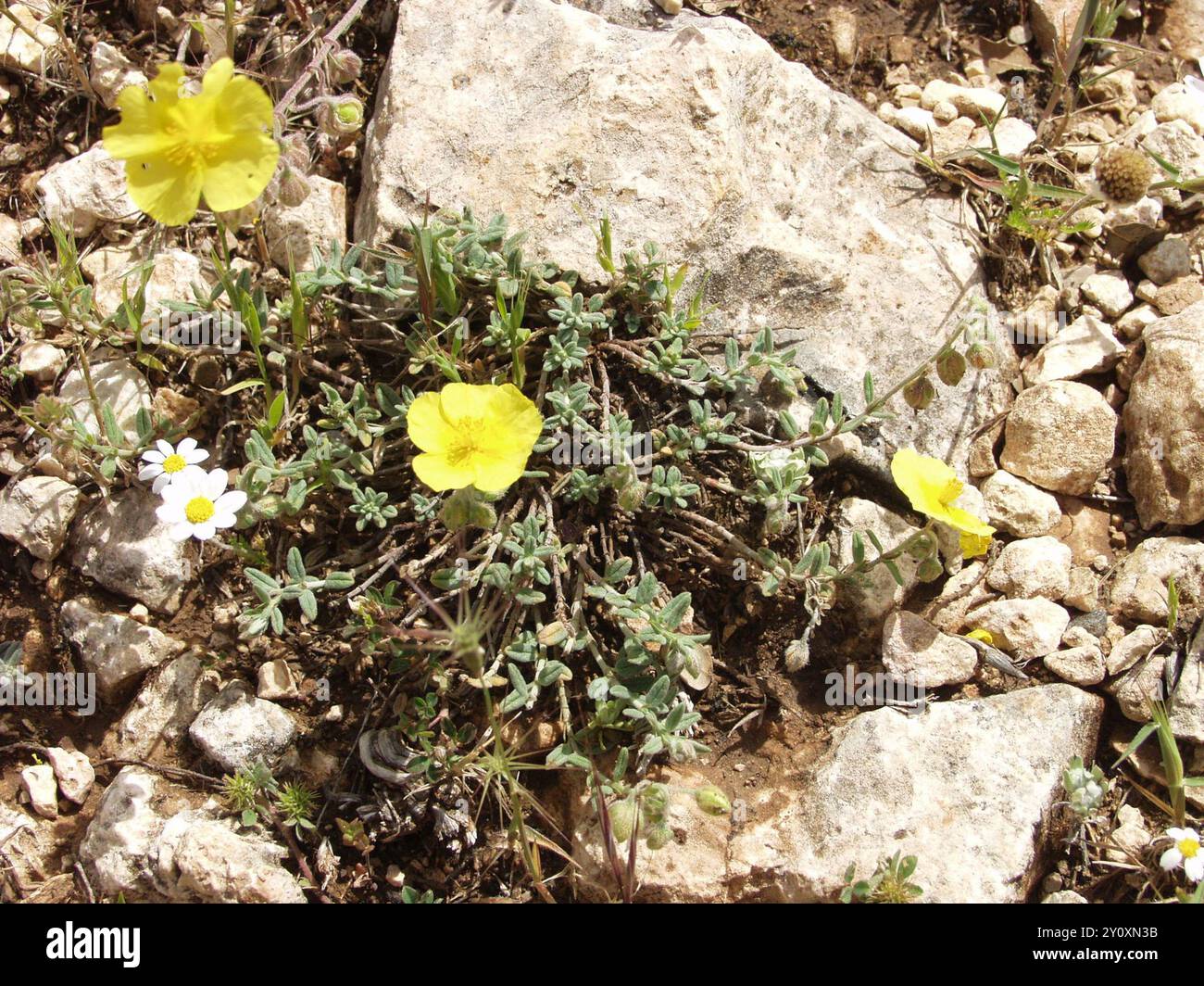 dwarf rock-roses (Helianthemum) Plantae Stock Photo - Alamy