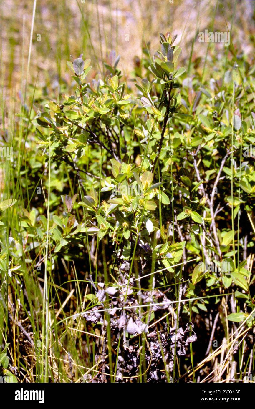 bog willow (Salix pedicellaris) Plantae Stock Photo - Alamy