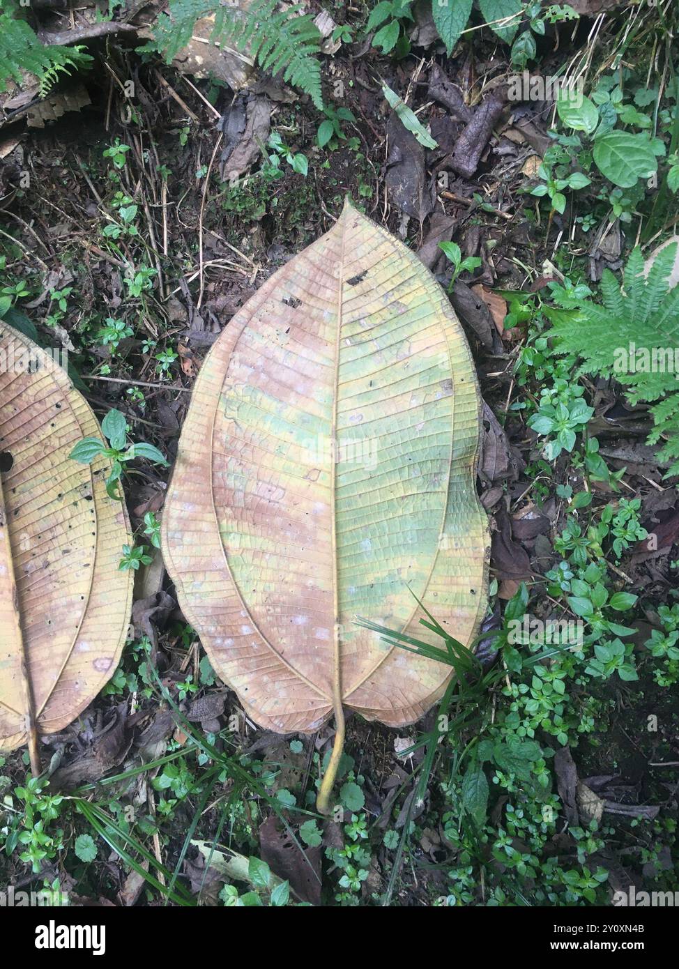 (Meriania macrophylla) Plantae Stock Photo - Alamy